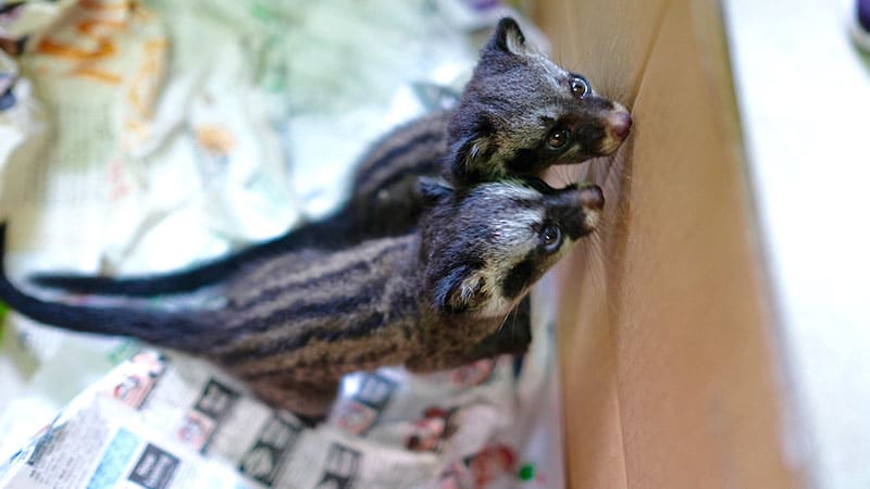 Volunteering with animals in Singapore – Animal welfare group ACRES