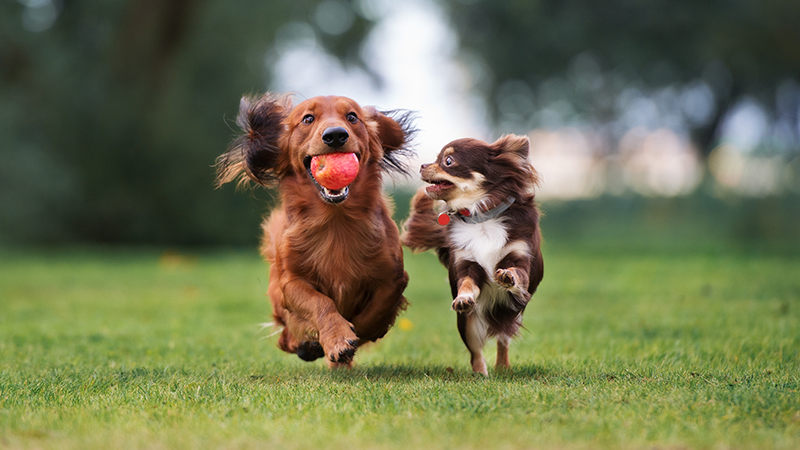 Dog Parks in Singapore - Awesome Walks and Dog Runs