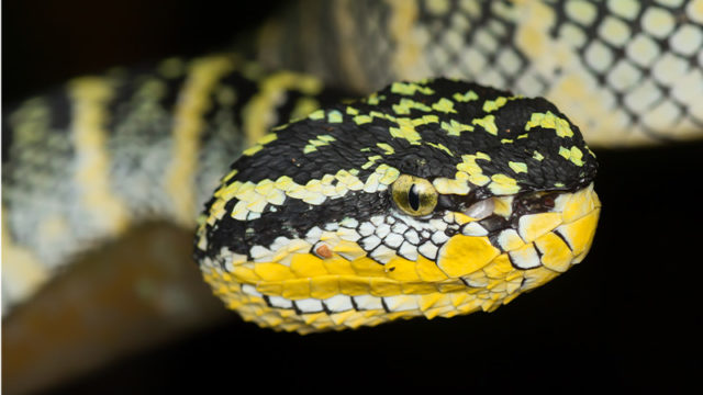 What kind of snakes are there in Singapore and are they dangerous?