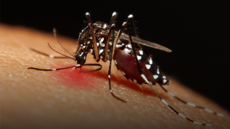 Dengue Clusters in Singapore and Eco-Friendly Mosquito Traps